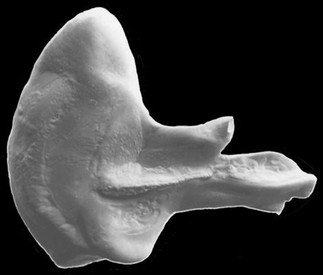 Polyipnus spinifer Borodulina, 1979